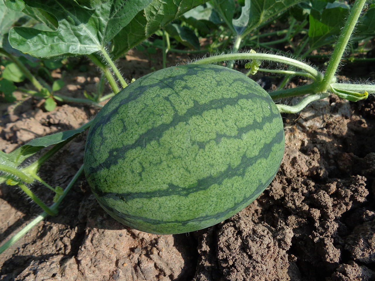 Comment Planter Des Pastèques Dans Son Jardin ? » Pour Le Jardin