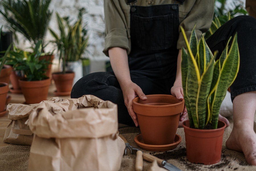 Quel Terreau Choisir En Fonction Des Plantes