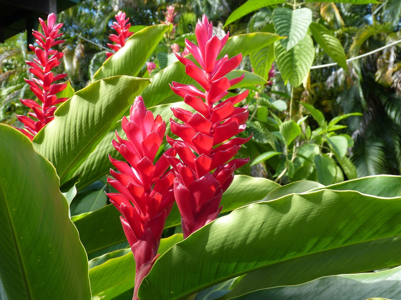 Composer Un Jardin Exotique : Les Plantes à Privilégier » Pour Le Jardin