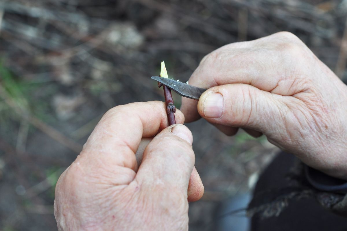 Greffage D'arbres Fruitiers : Maximisez Vos Récoltes En Un Seul Geste ...